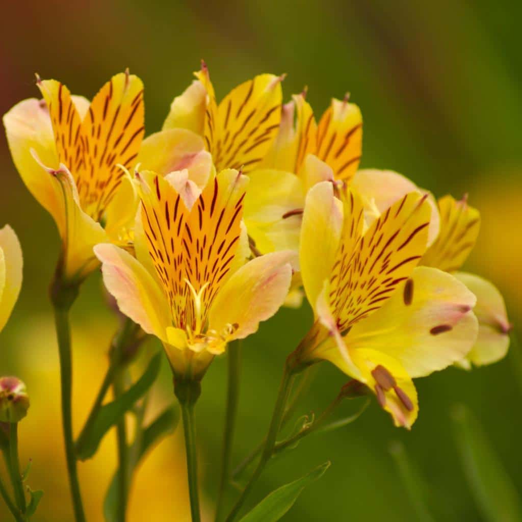 Peruvian Lily, Alstroemeria - Growing and Care