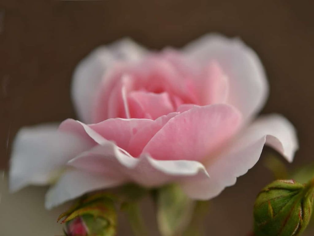 The Rose Bed by Nature & Garden