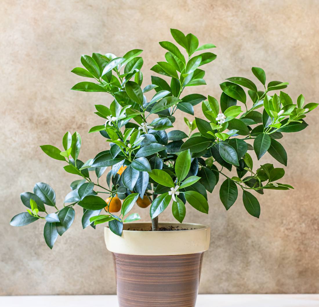 Indoor orange tree - care, blooming, harvesting its fruits