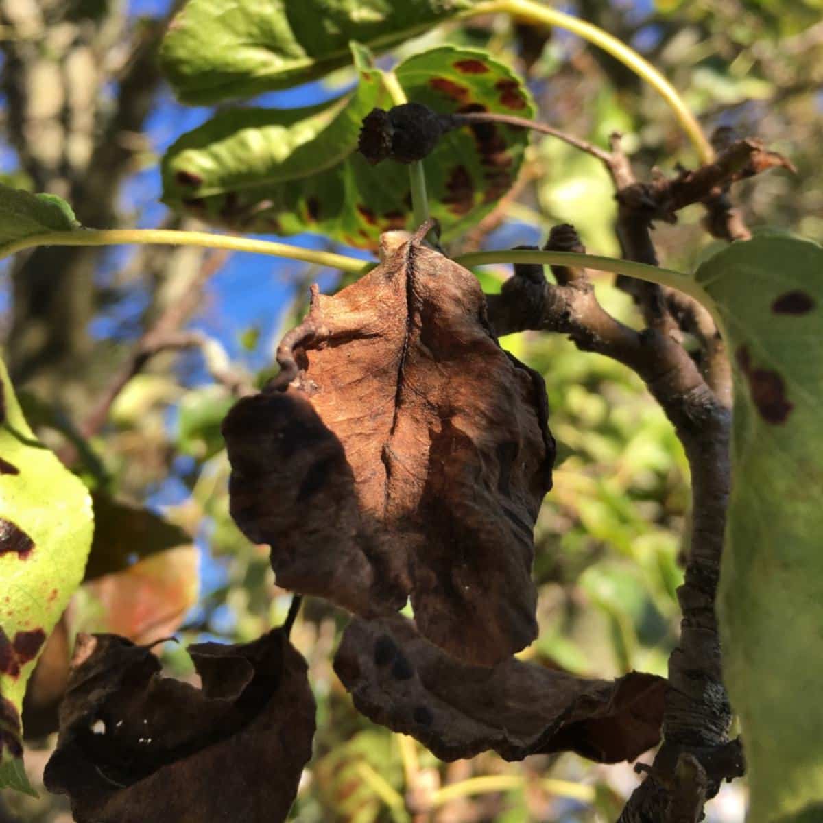 Fire blight, deal with it in days or lose your entire orchard