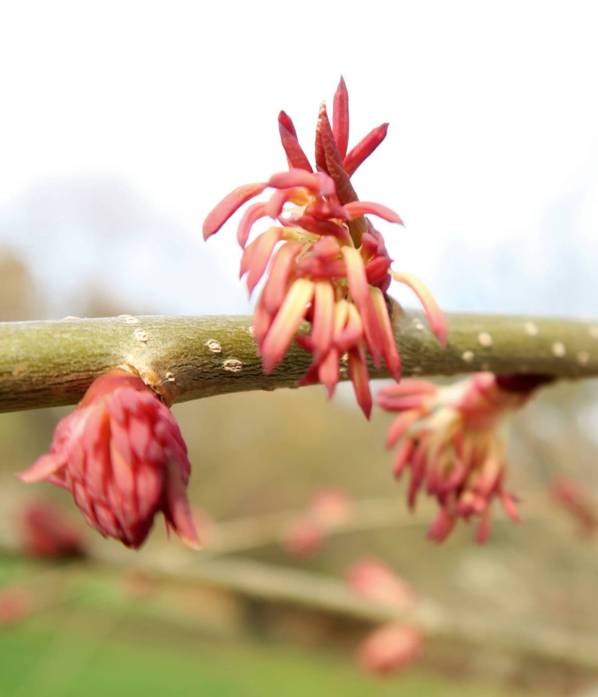 Katsura propagation methods to multiply your favorite Cercidiphyllum