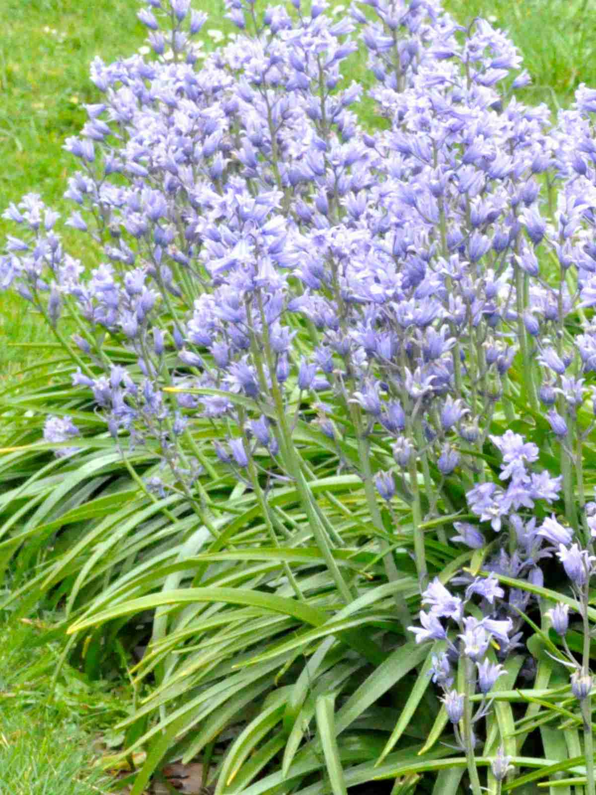 Bluebells - Planting and How to care