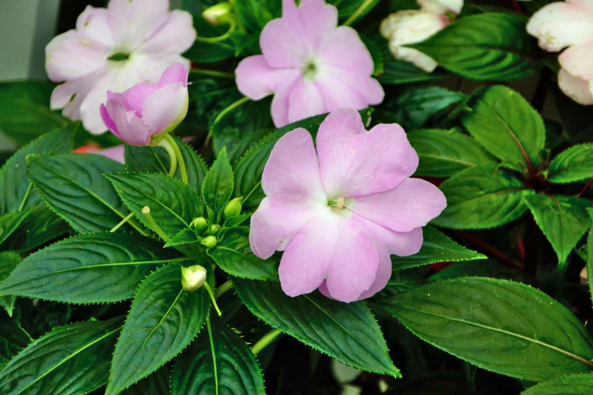 Impatiens - tips and guidance for the best possible care