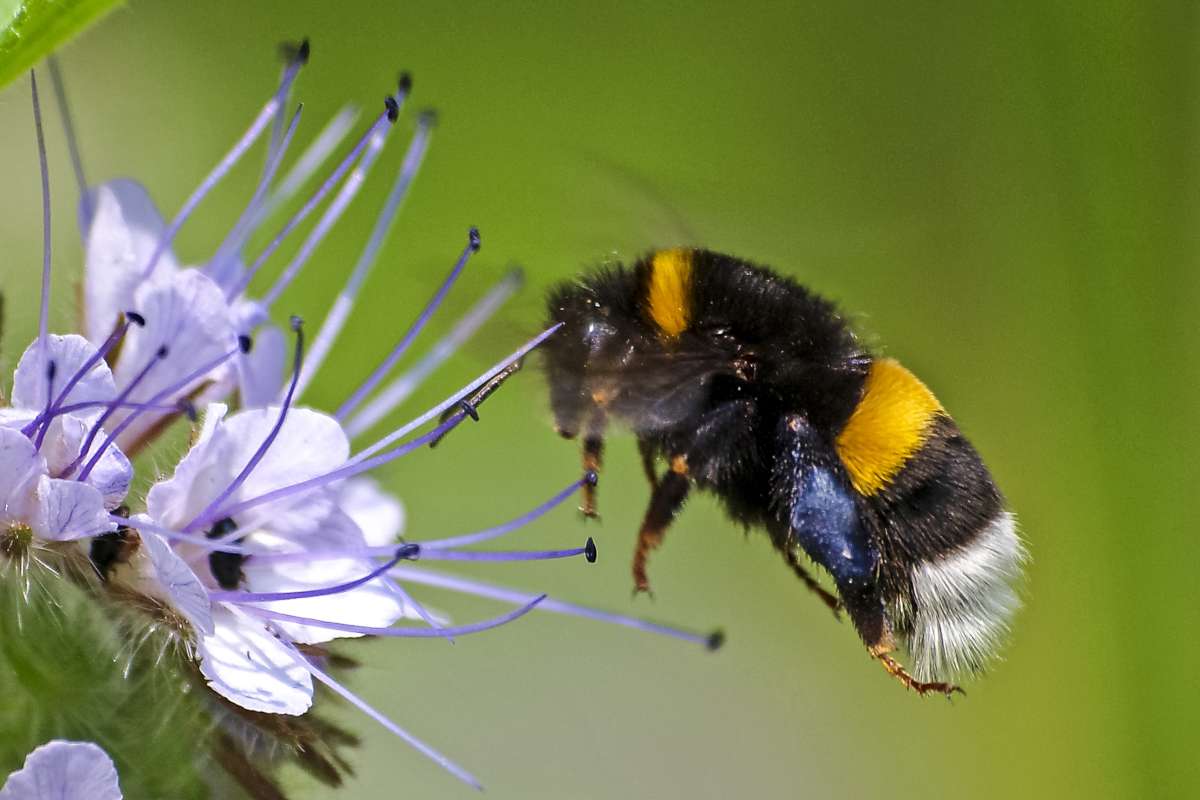 Bumblebee, a pollinator that pulls its weight around to help us garden