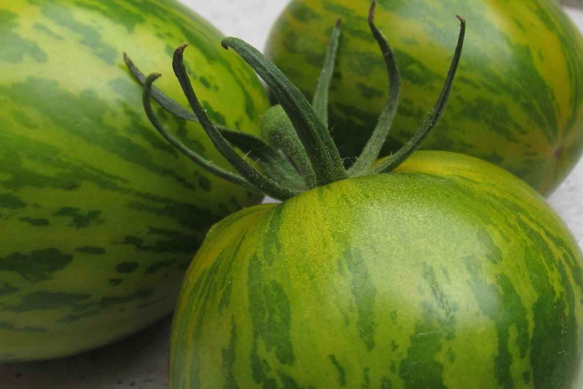 Green zebra tomato, let this striped tomato stampede around the garden