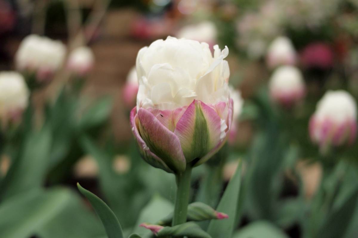 Ice cream tulip, two scoops of vanilla and strawberry on a flower, please!