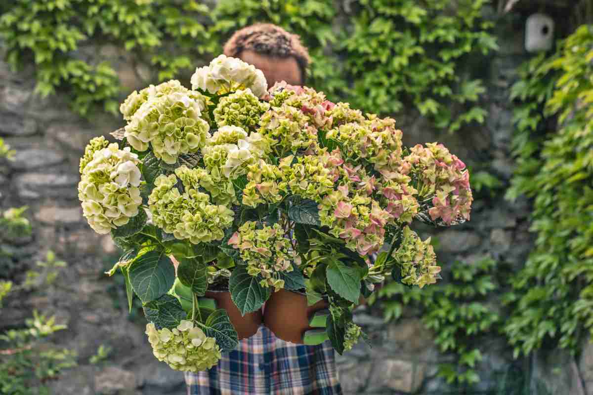 Hydrangeas are unique flowers that suit gardens and terraces alike
