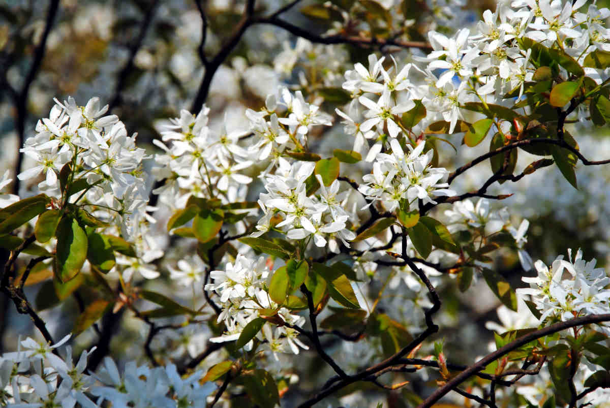 Amelanchier - planting, pruning, and advice on caring for it