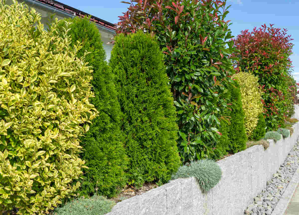 Growing an evergreen hedge, the best shrubs