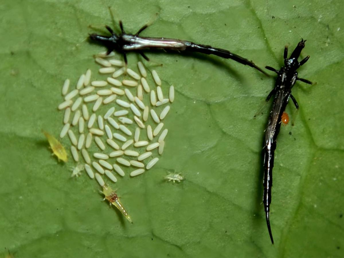 Thrips eggs and colonies, how the tiny insects reproduce