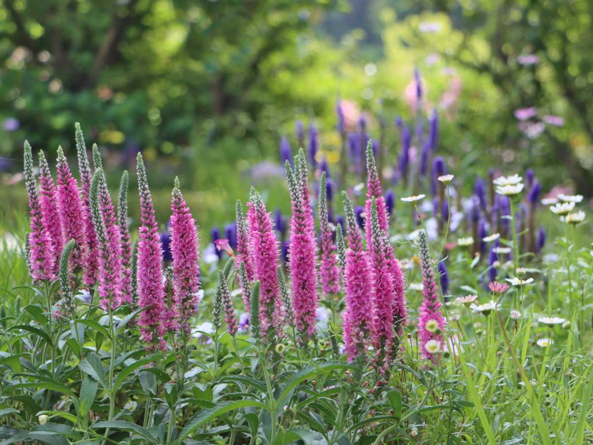 Veronica, how to care for speedwell as a perennial or annual