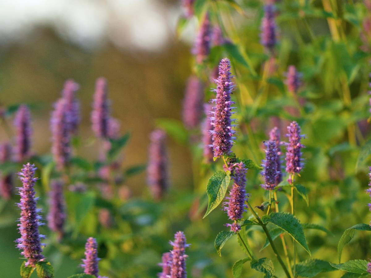 Agastache - planting and advice on proper care, pollinators
