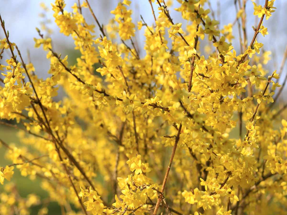 Forsythia - planting, pruning, and care for Golden Lilac