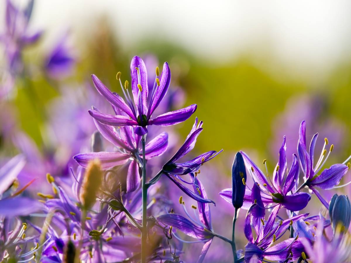 Camas - tips and guidance to care for these bulb flowers best