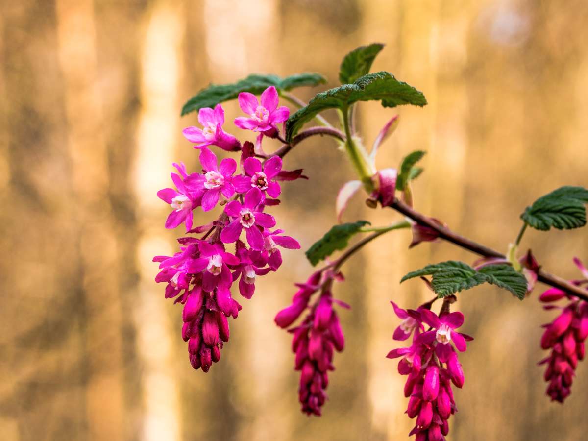 Flower currant - planting, pruning and flowering currant care