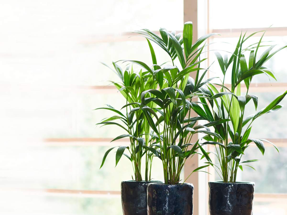 Howea - Kentia palm: Growing and Care