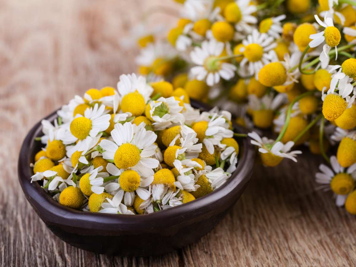 Common health issues and how to treat them with plants