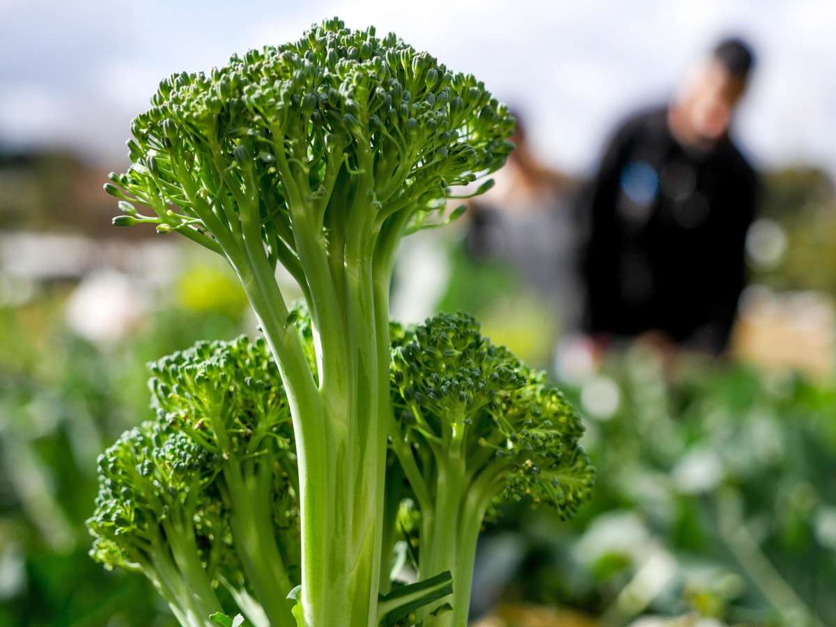 Broccoli - growing, sowing, planting, harvesting broccoli