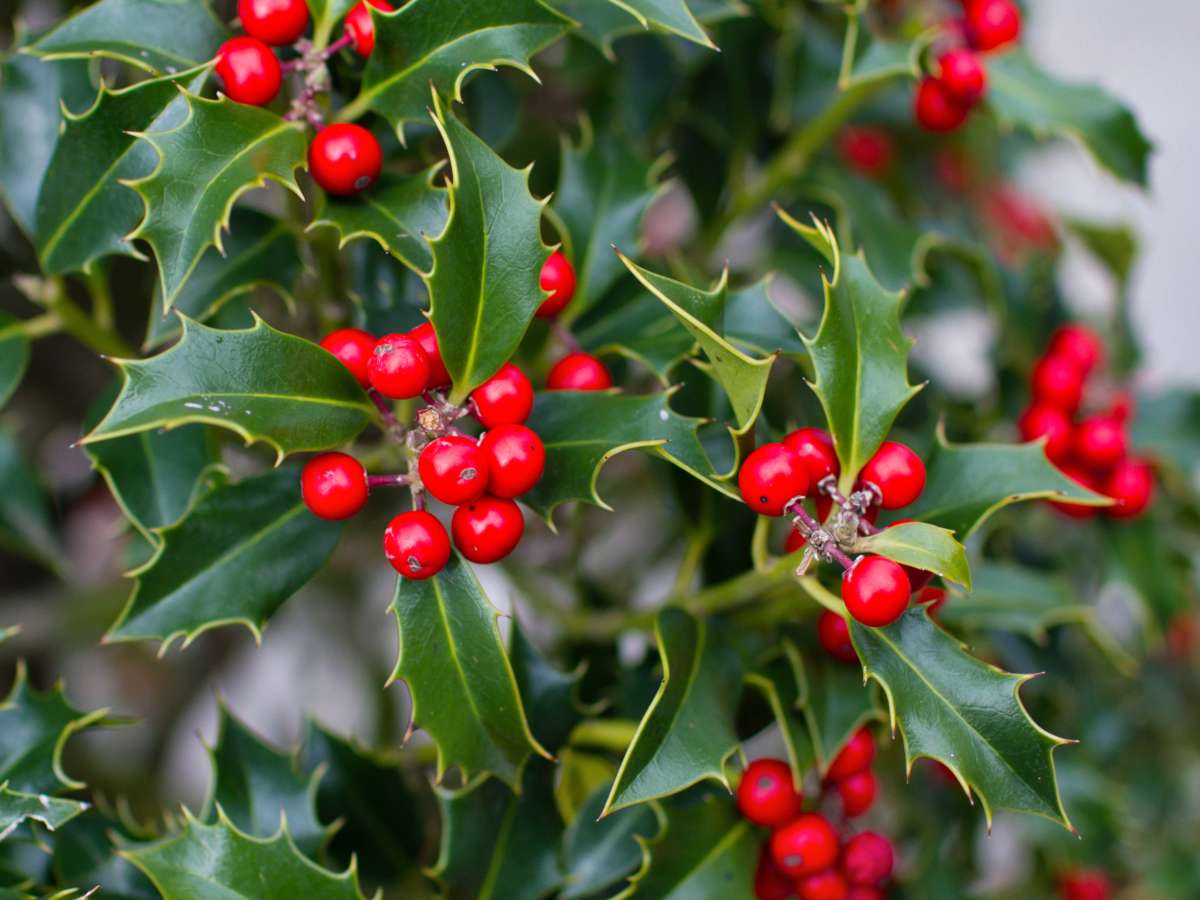 Holly - planting, pruning, and advice on caring for it