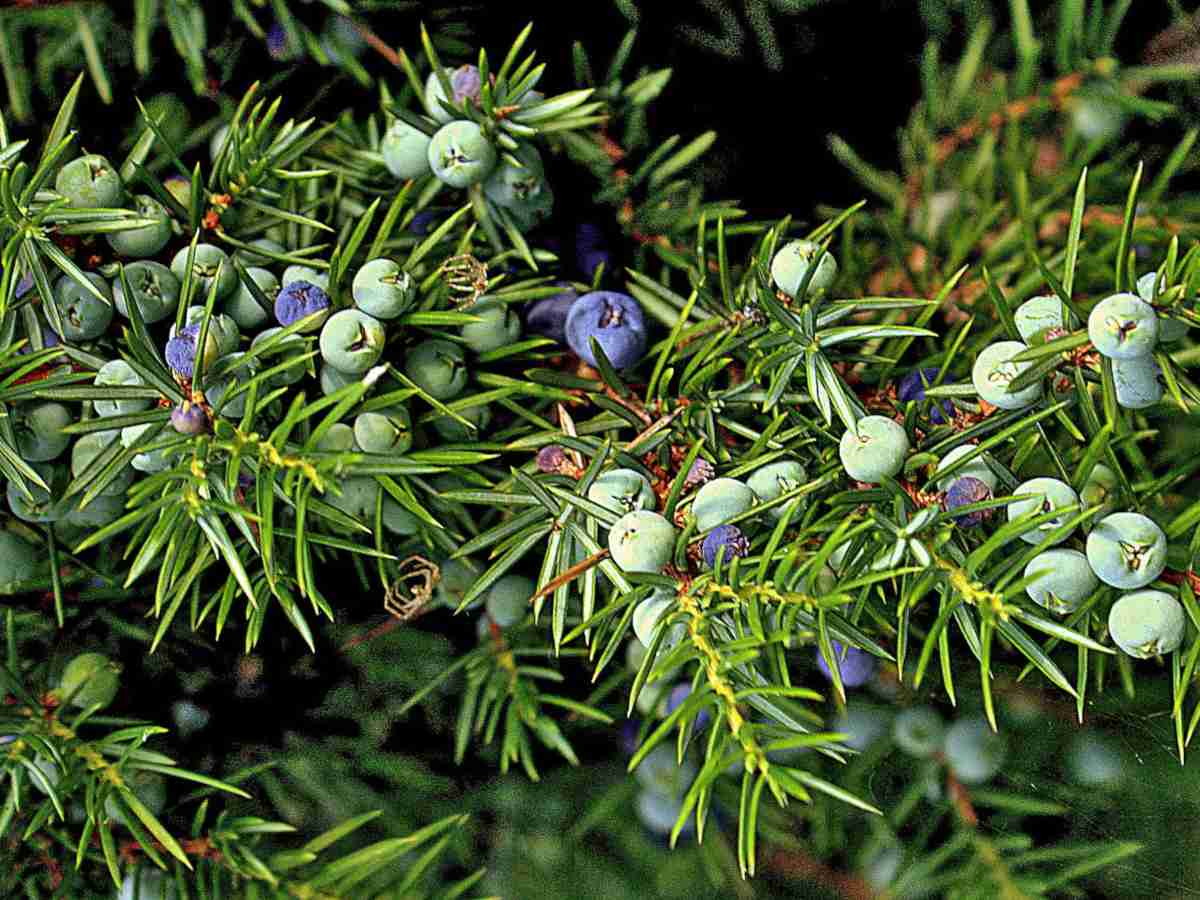 Juniper - planting, pruning, and advice on caring for it