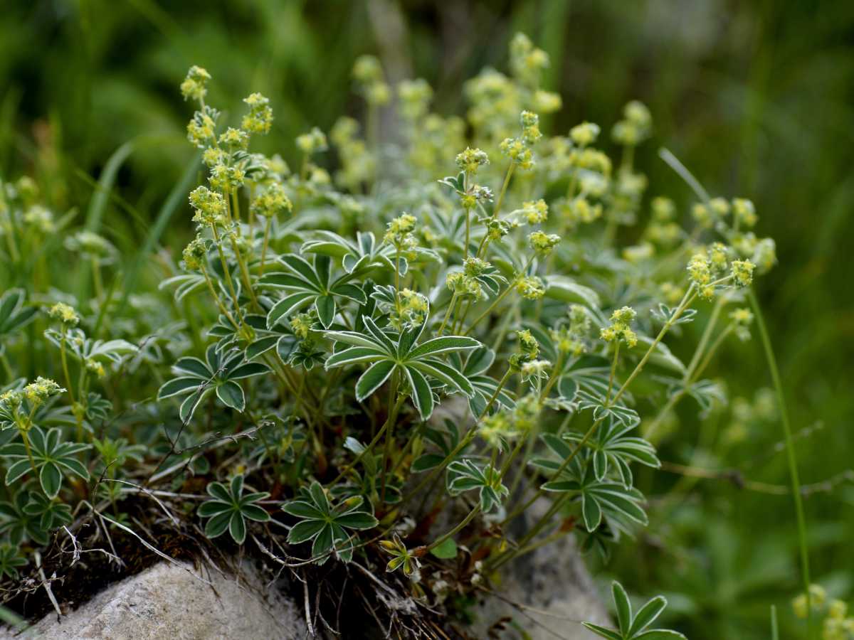 Lady’s mantle, alchemilla - growing, care, use of leaves and flowers