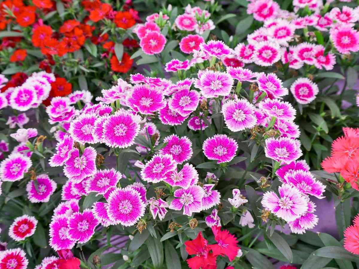 China pink - sowing, planting and advice on caring for it