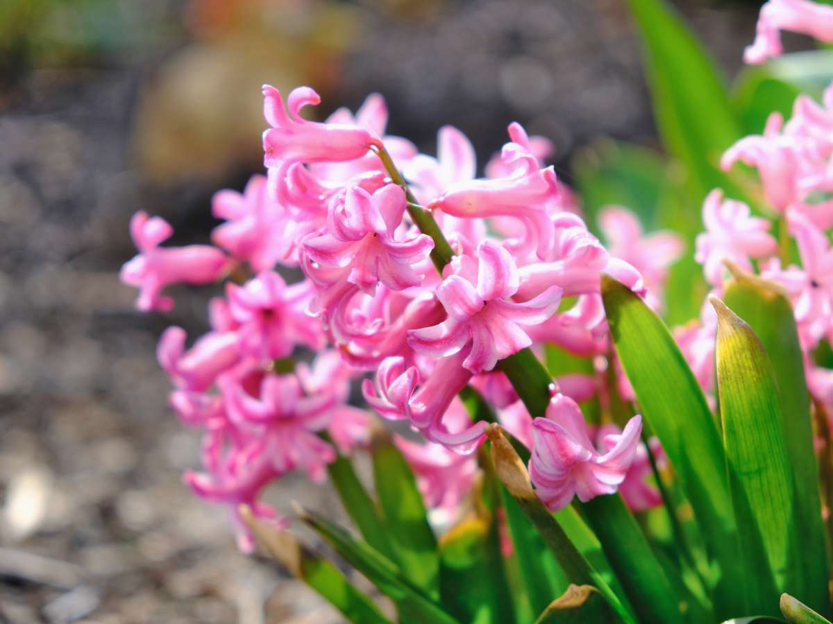 Hyacinths - planting, summer care, and when to store them