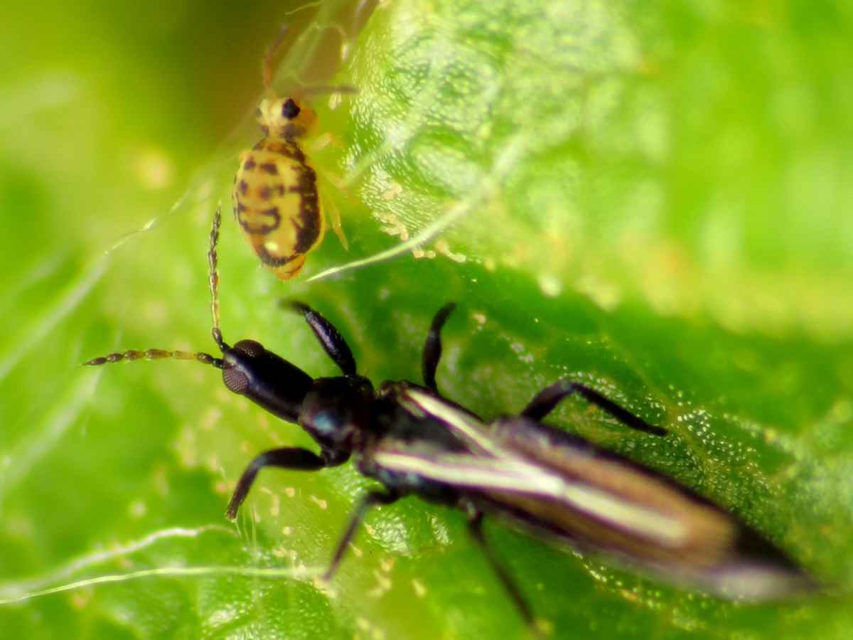 Thrips food, feeding habits of pest and predator thrips