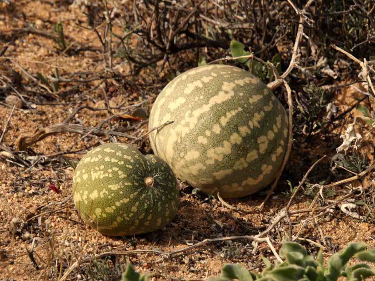 What is citron melon? What does it look like?