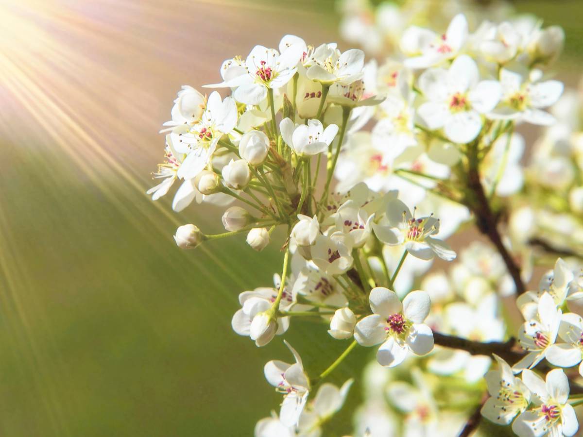 Ornamental pear tree - planting, care, pruning, best varieties