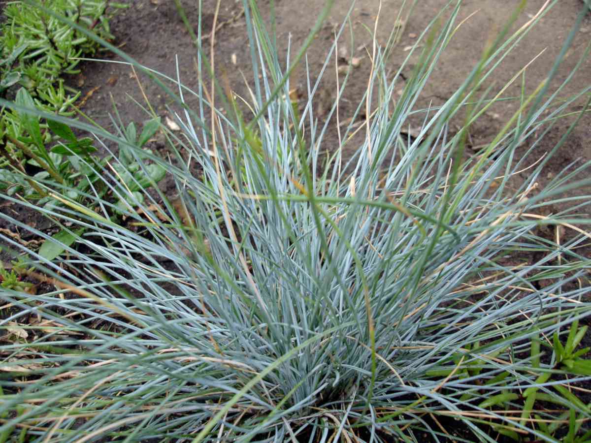 Fescue, a family of blue grasses: planting and care