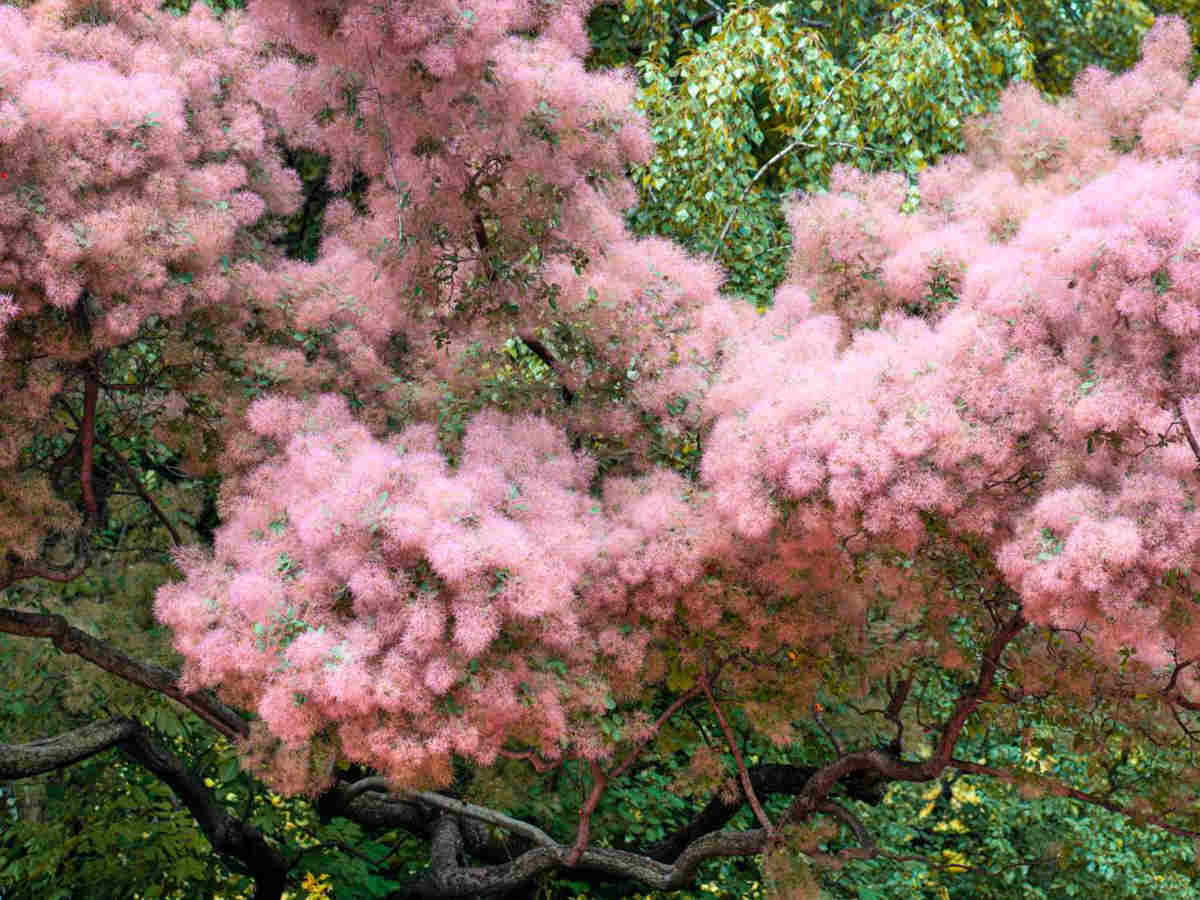 Cotinus, the smokebush that will draw eyes to your garden