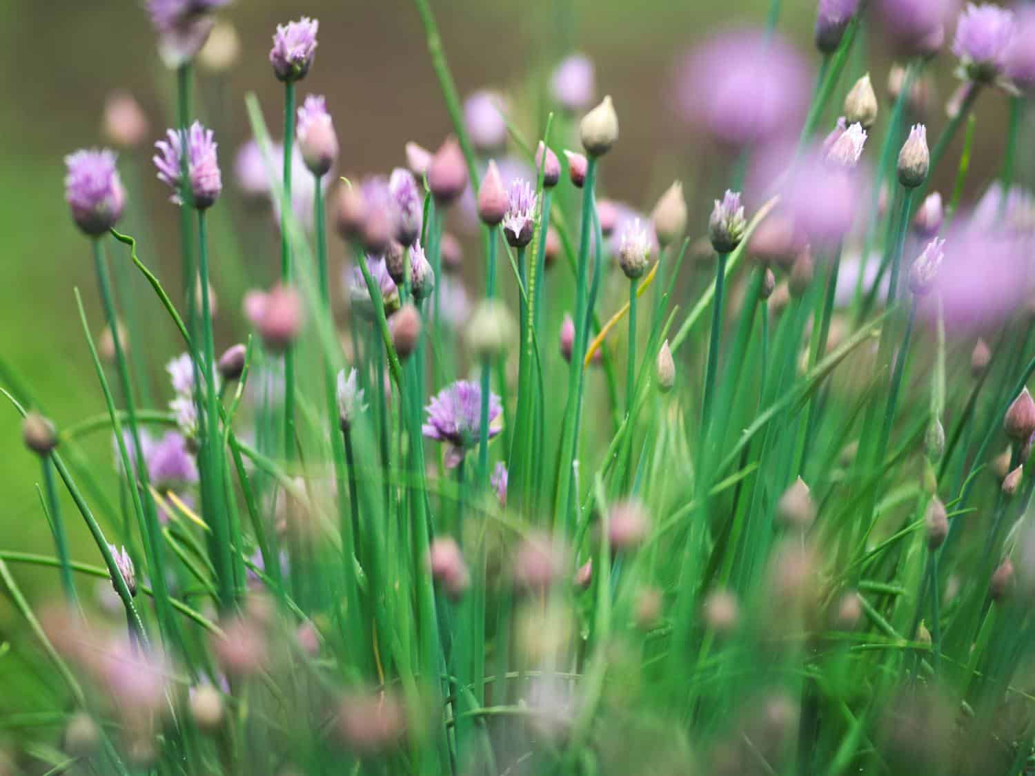 Chives - growing, care and harvesting this delicious condiment