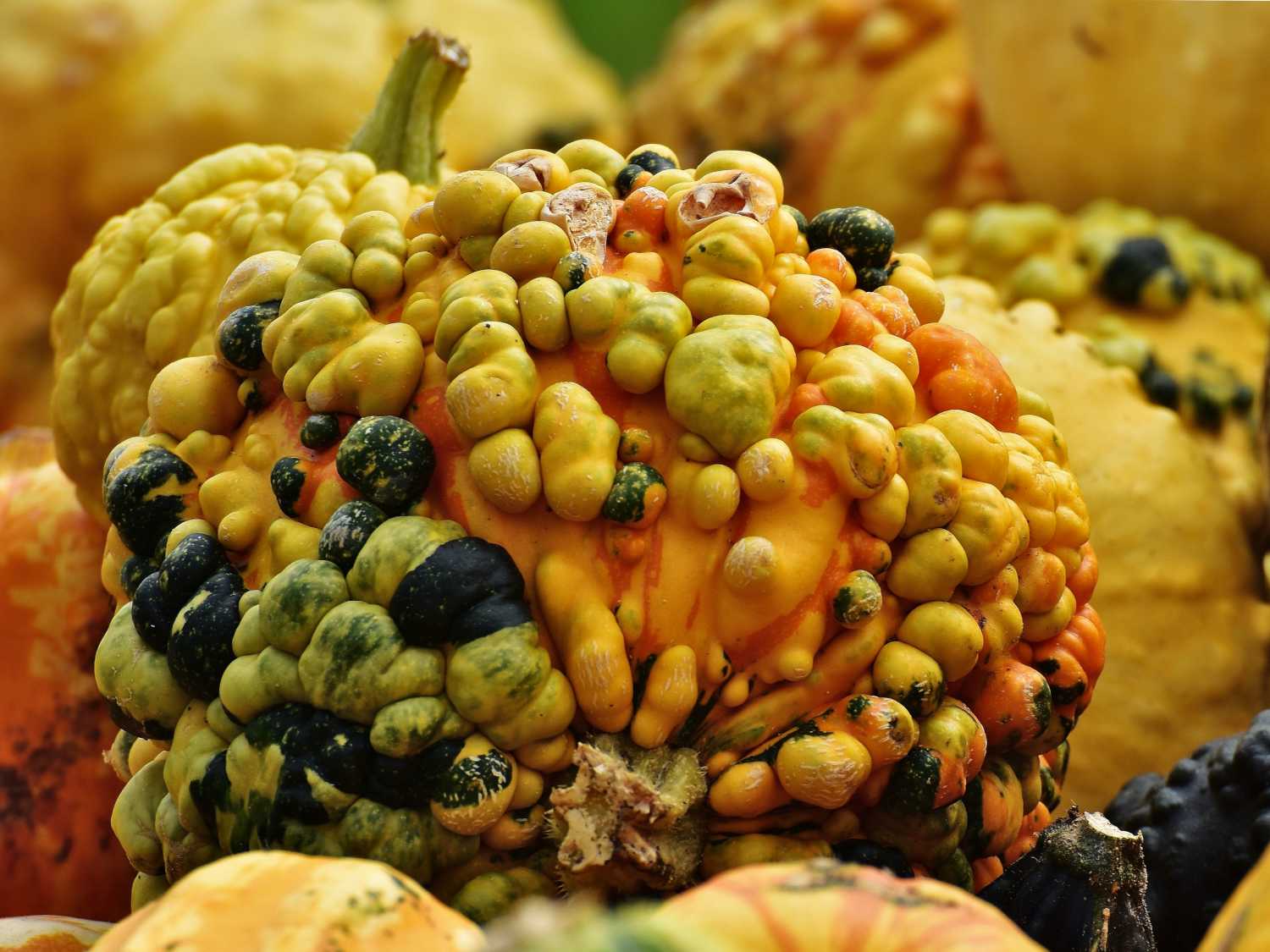 Common health issues and how to treat them with plants