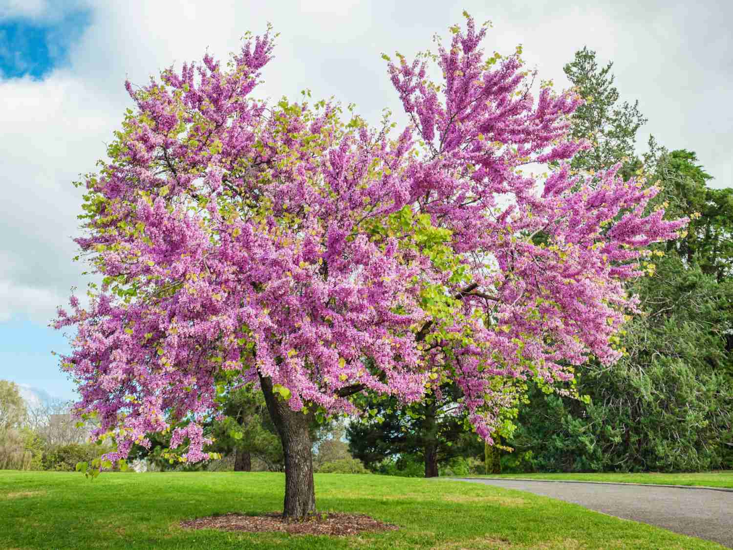 Judas tree - growing, care and pruning