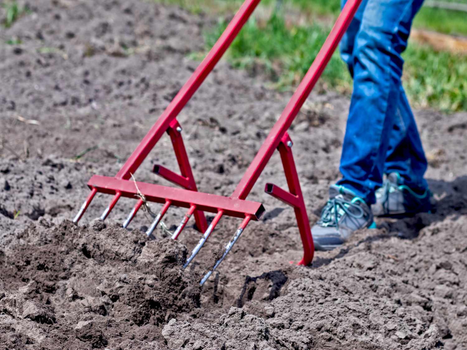 Broadfork, finally a back-saving tool to harvest root crops