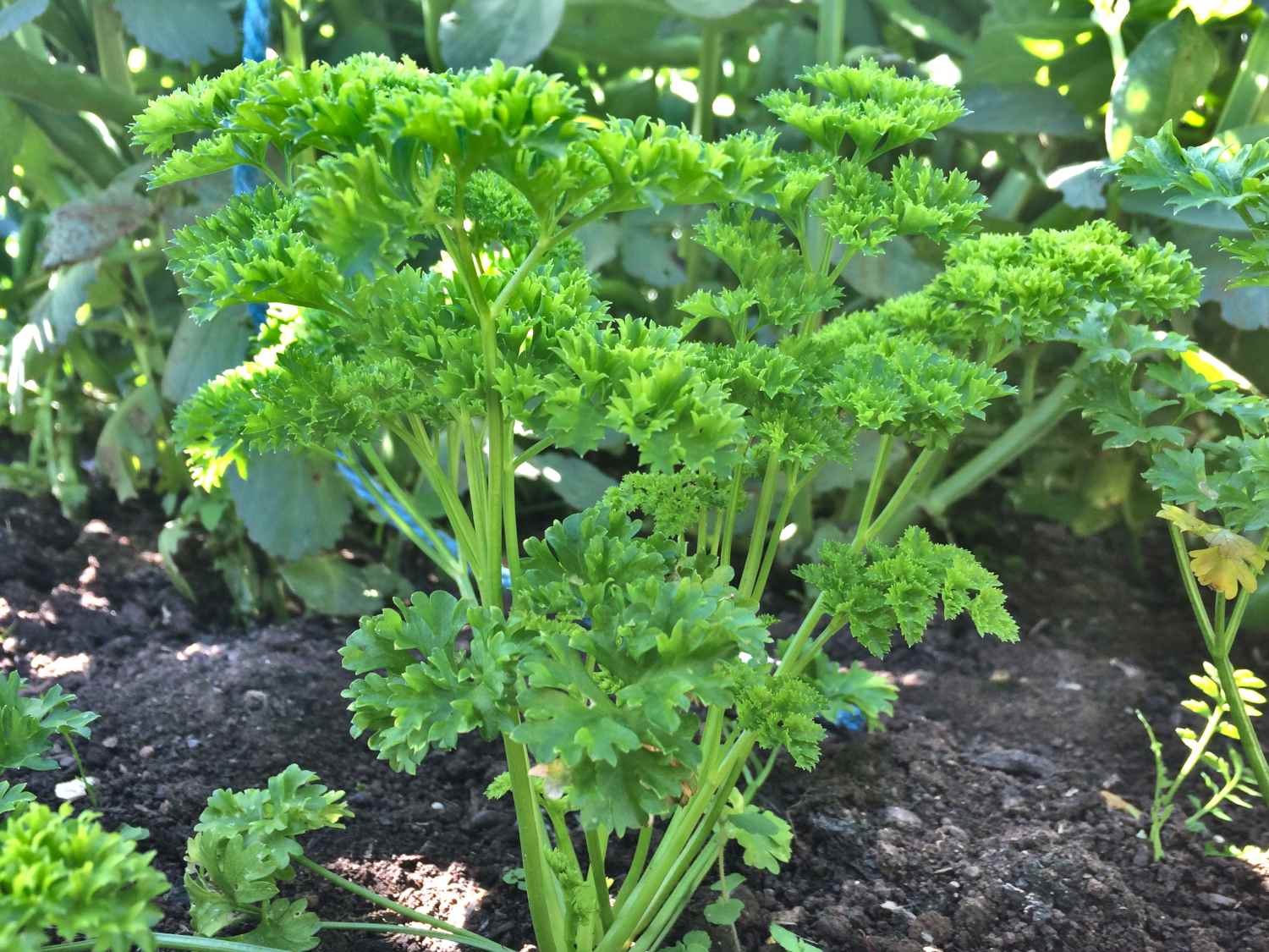 Curly Parsley, an herb worth growing and savoring