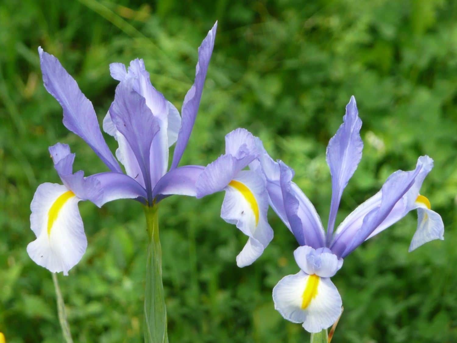 Dutch iris, how to care for Iris hollandica