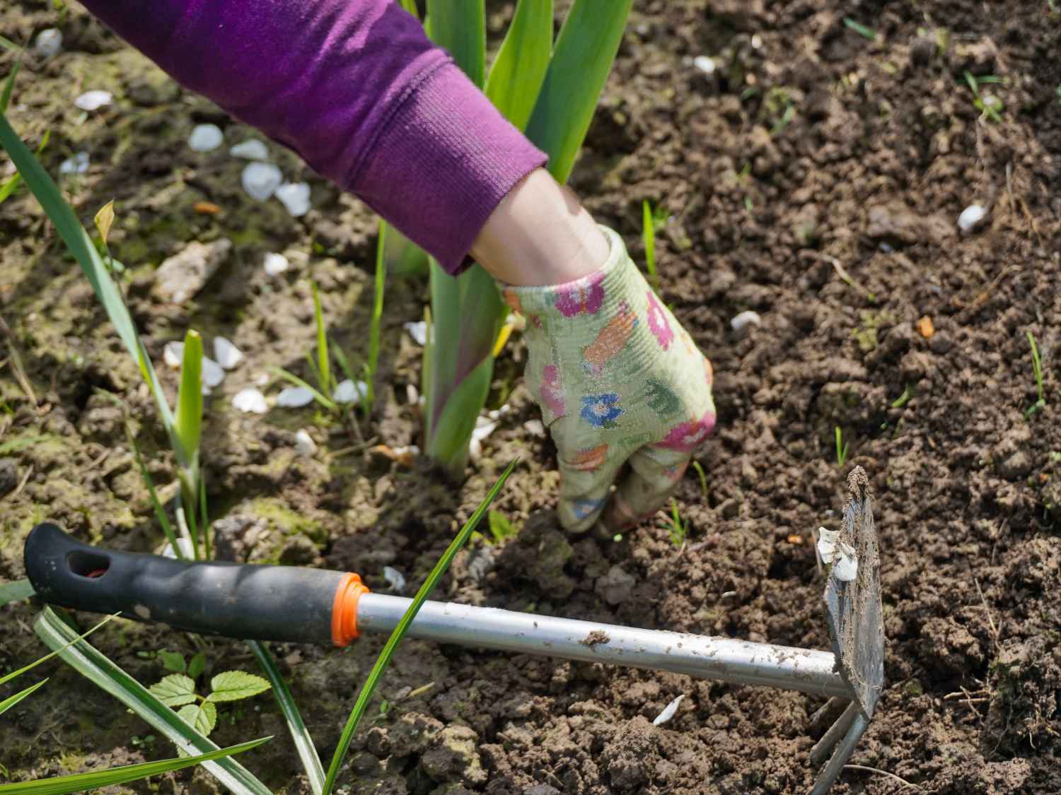 A run of the hoe saves two of the hose! Why and how to hoe