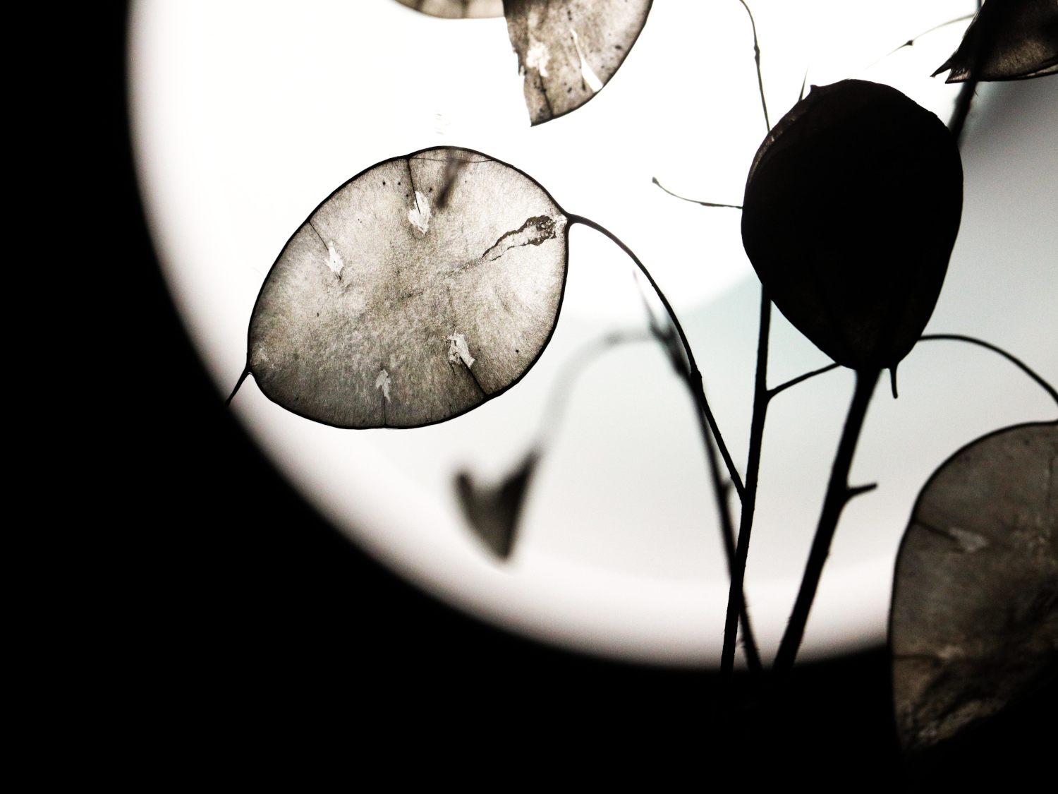 Lunaria, the shimmering moon flower: discover honesty