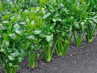 Turnip-rooted chervil - sowing, growing and harvest